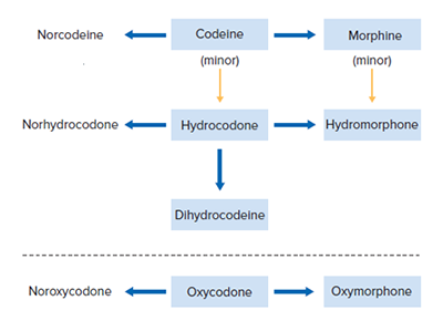 What did my Patient Actually Take? An Overview of Opioid Results ...